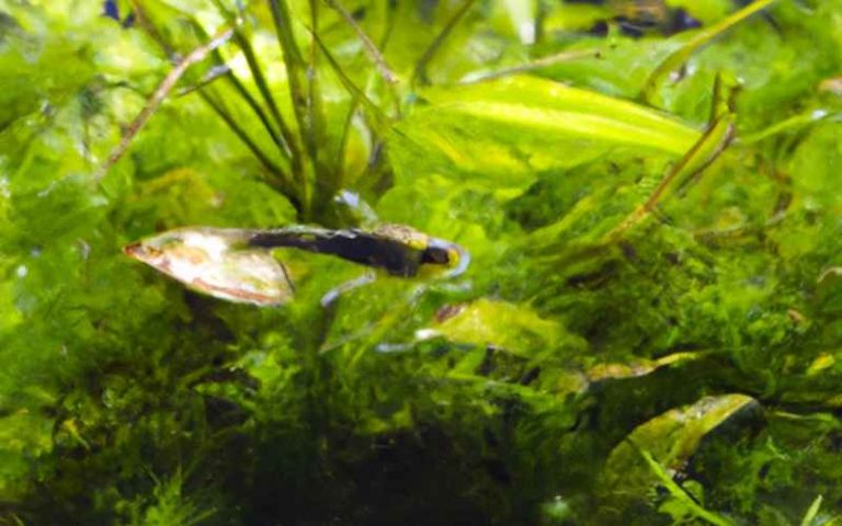 Bucephalandras im Aquarium: So gelingt dir die perfekte Pflege!