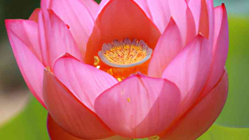 Roter Tigerlotus: So pflanzt du ihn richtig ein!