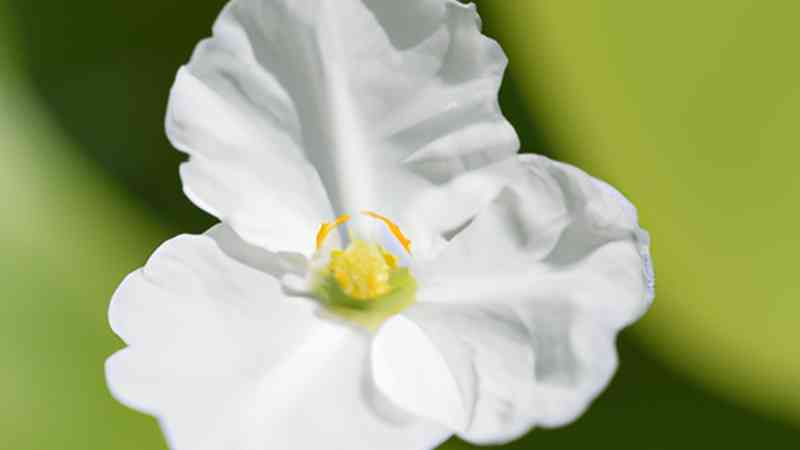 Echinodorus Bleheri: Alles, was du wissen musst!