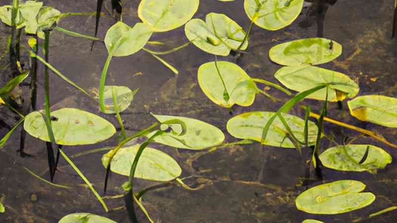 Wasserpflanzen im Aquarium: So gedeihen sie prächtig!