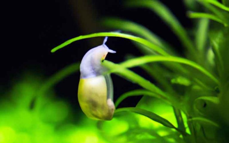 Rote Rennschnecke: 7 Tipps fürs Aquarium