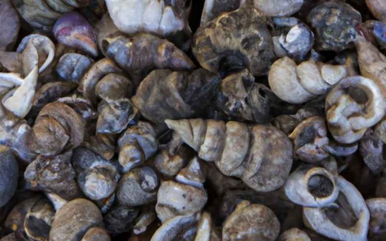 Rennschnecke im Aquarium: Dein ultimativer Guide zur Haltung & Pflege