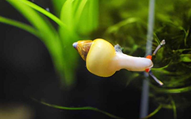Rosa Posthornschnecke: Pflege & Vorteile im Aquarium