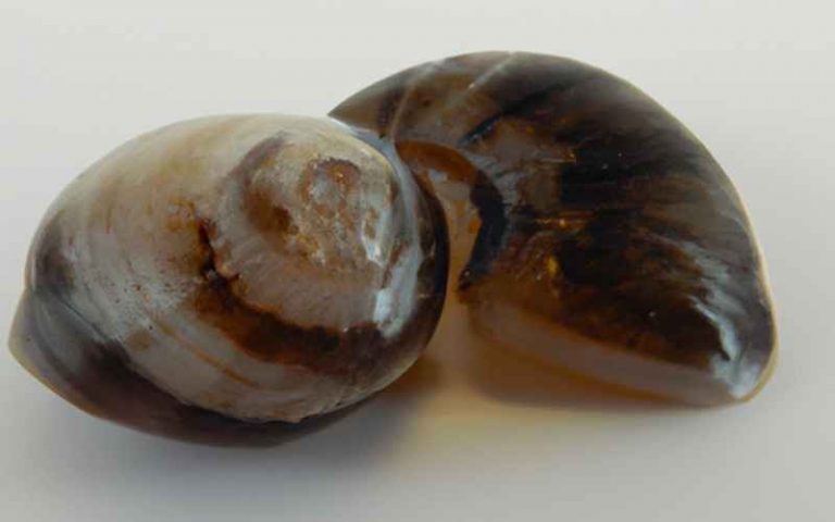 Rennschnecke im Aquarium: Dein ultimativer Guide zur Haltung & Pflege