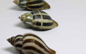 Rennschnecke im Aquarium: Dein ultimativer Guide zur Haltung & Pflege