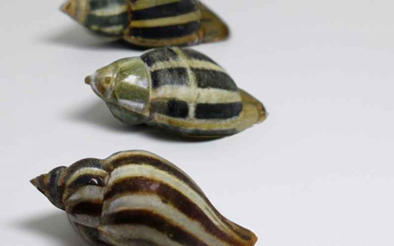 Rennschnecke im Aquarium: Dein ultimativer Guide zur Haltung & Pflege