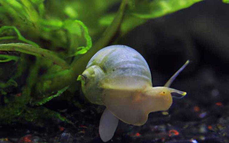 Rote Rennschnecke: 7 Tipps fürs Aquarium