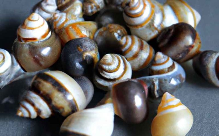 Rennschnecken Eier im Aquarium: Dein Guide zur Pflege