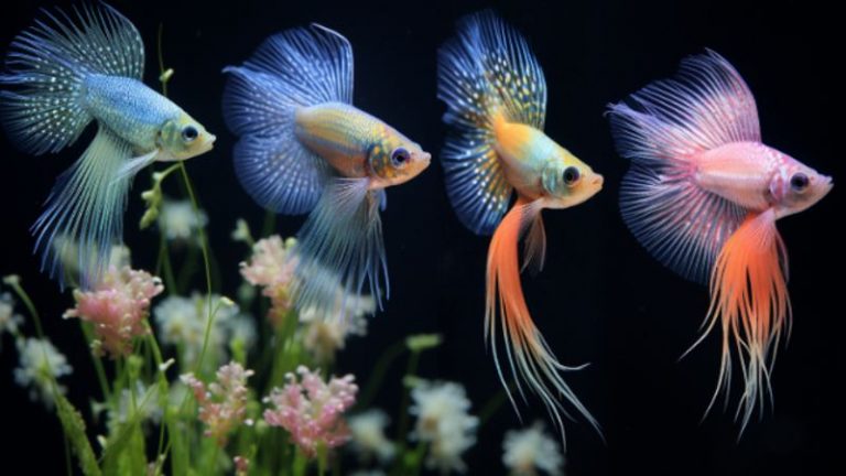 Flossenfäule Guppy: Behandlungsleitfaden [2025]
