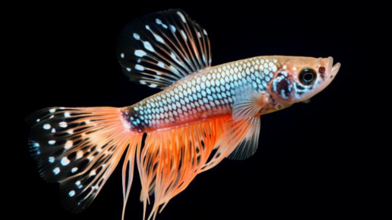 Guppy Krankheiten: Effektive Heilmethoden [2025]